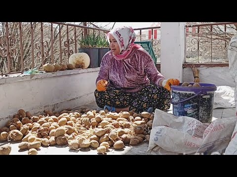 BUGÜN ekilecek patatesi seçtim balkonda Allah yedirmeyi nasip etsin  inşallah 🤲