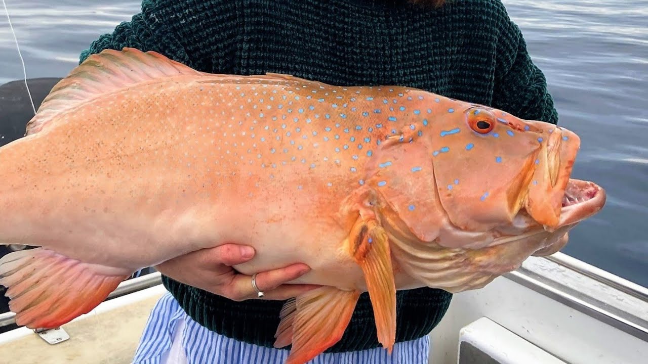 Huge Coral Trout, Nannygai, Grouper Rainbow Escape Charters at its best ...