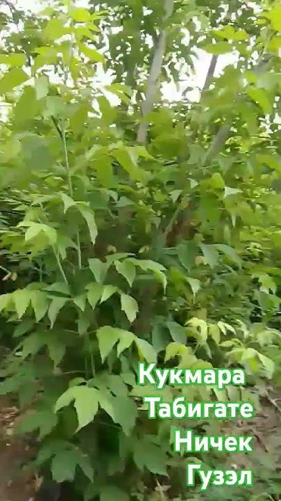 кукмара - YouTube