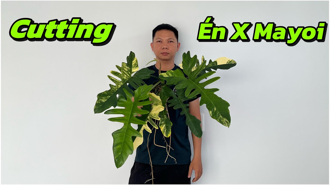 Nhân giống (cutting) Én X Mayoi - Philodendron Kitina - YouTube