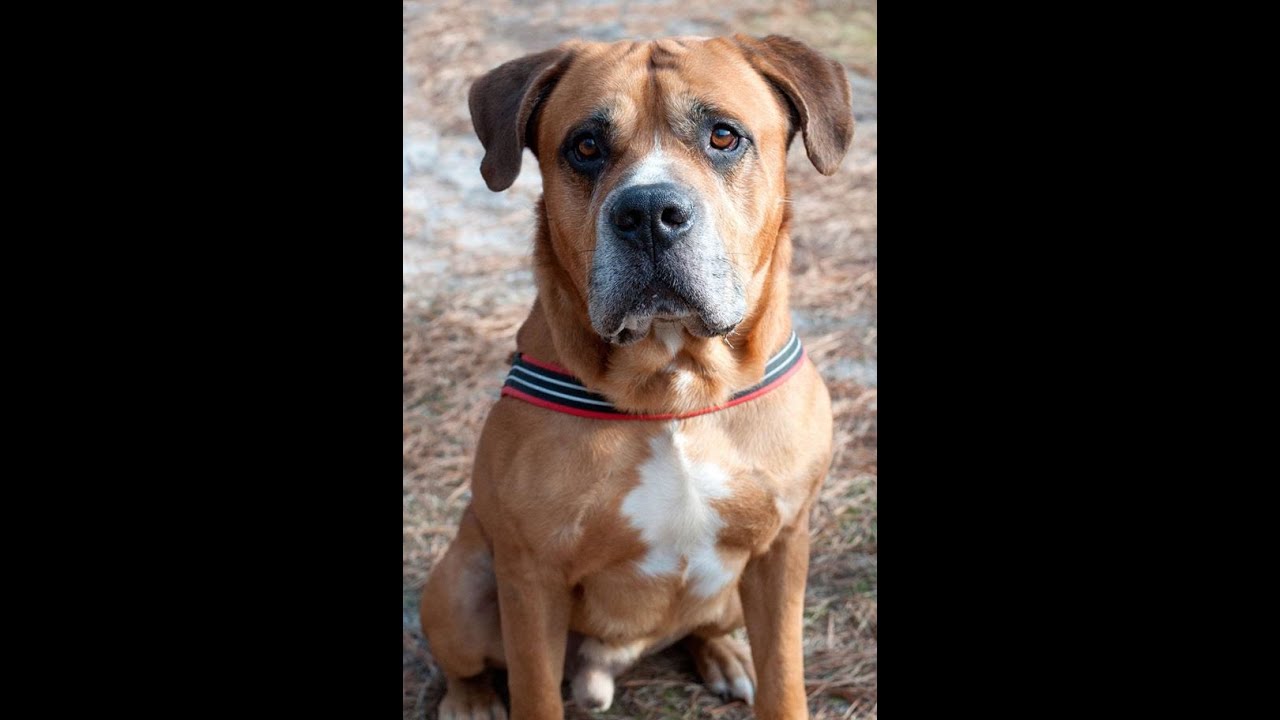 Trevor, a Gentle Giant, 6-year-old St. Bernard/Mastiff mix ADOPTED in ...