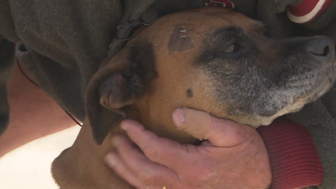 Unleashed dogs are Denver park's top violation as attacks reportedly ...