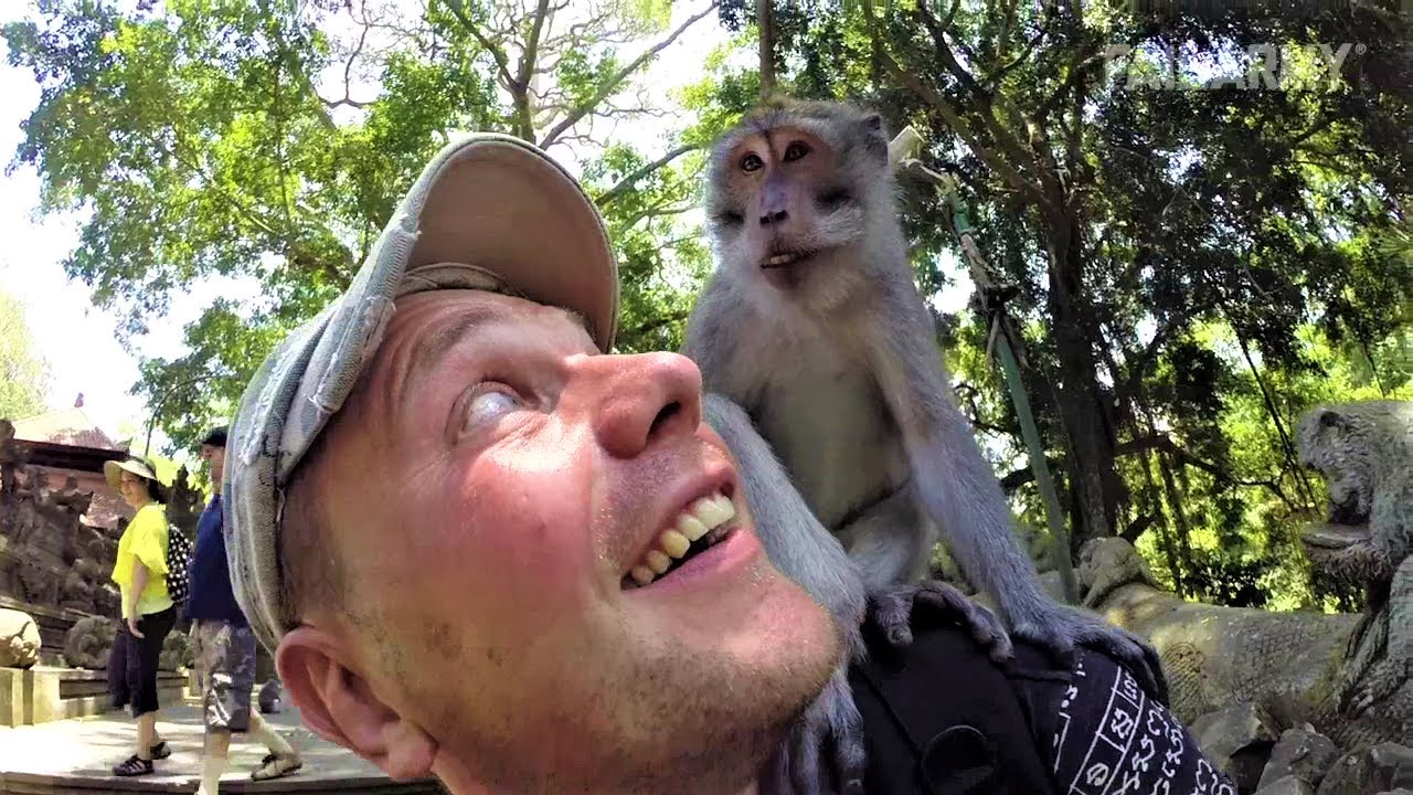 ANIMAL ANTICS 🐶🐱 | Funny Fails | Failarmy 2021 - YouTube