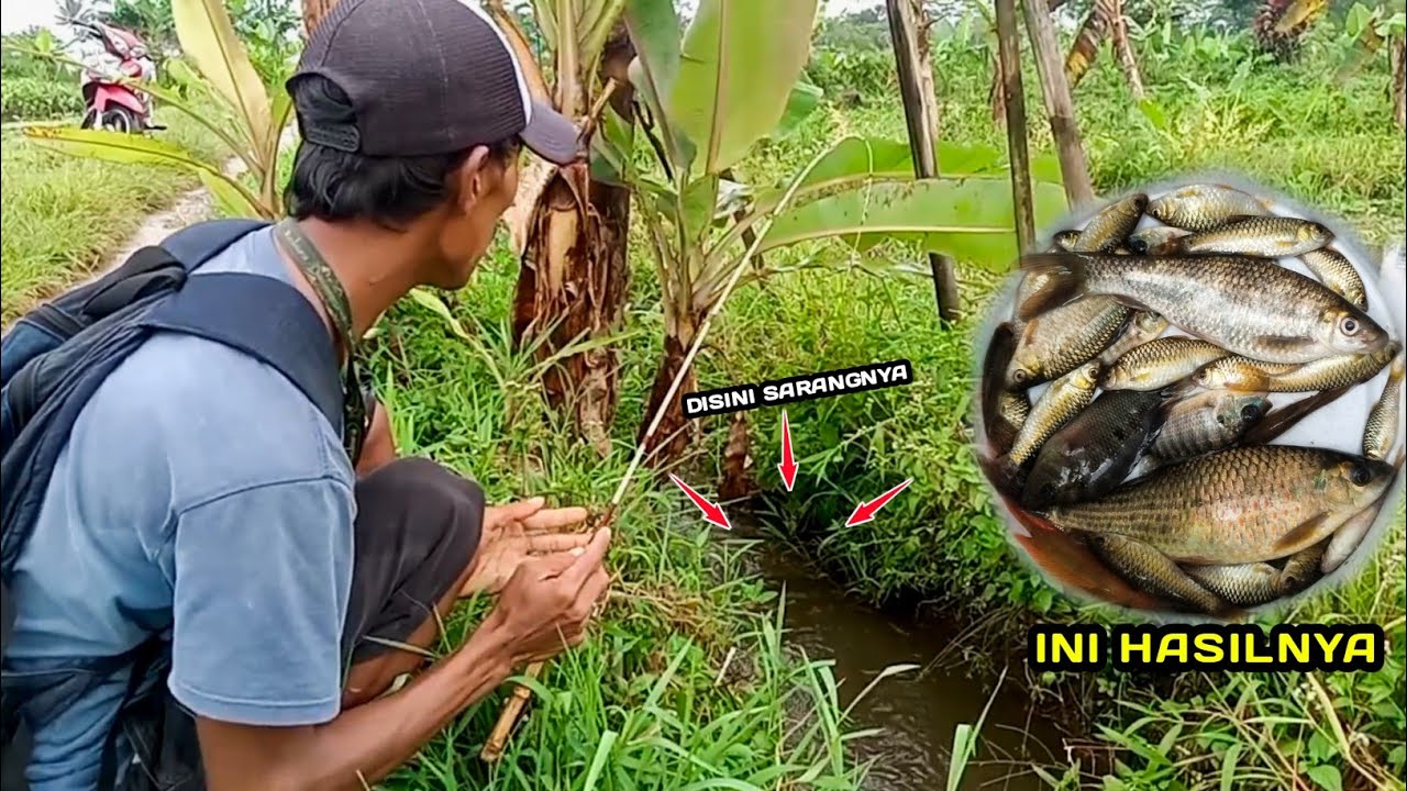 HOKI !! Mancing di selokan sawah pinggir jalan bawah pohon pisang jadi sarang ikan - YouTube