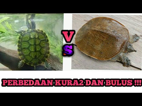 Perbedaan kura kura dan bulus/labi labi/amyda softshell - YouTube