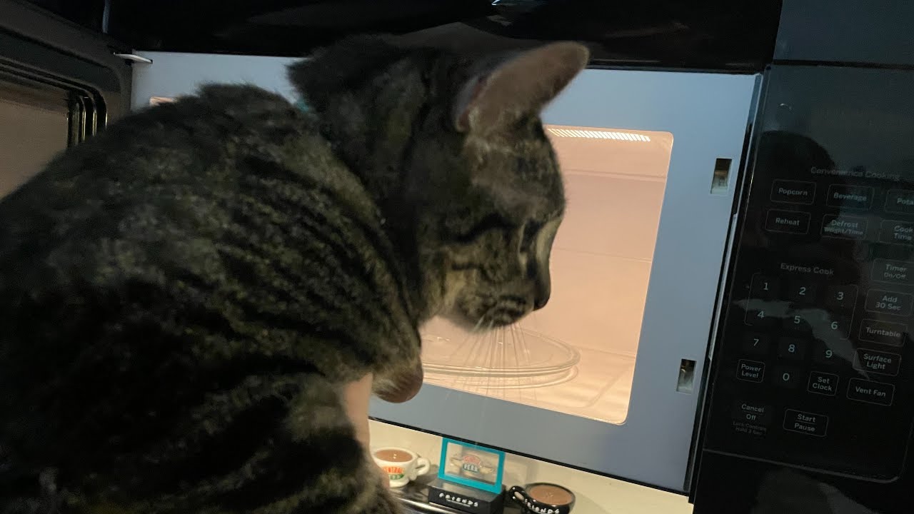 Microwaving My Cat Will It Microwave - YouTube