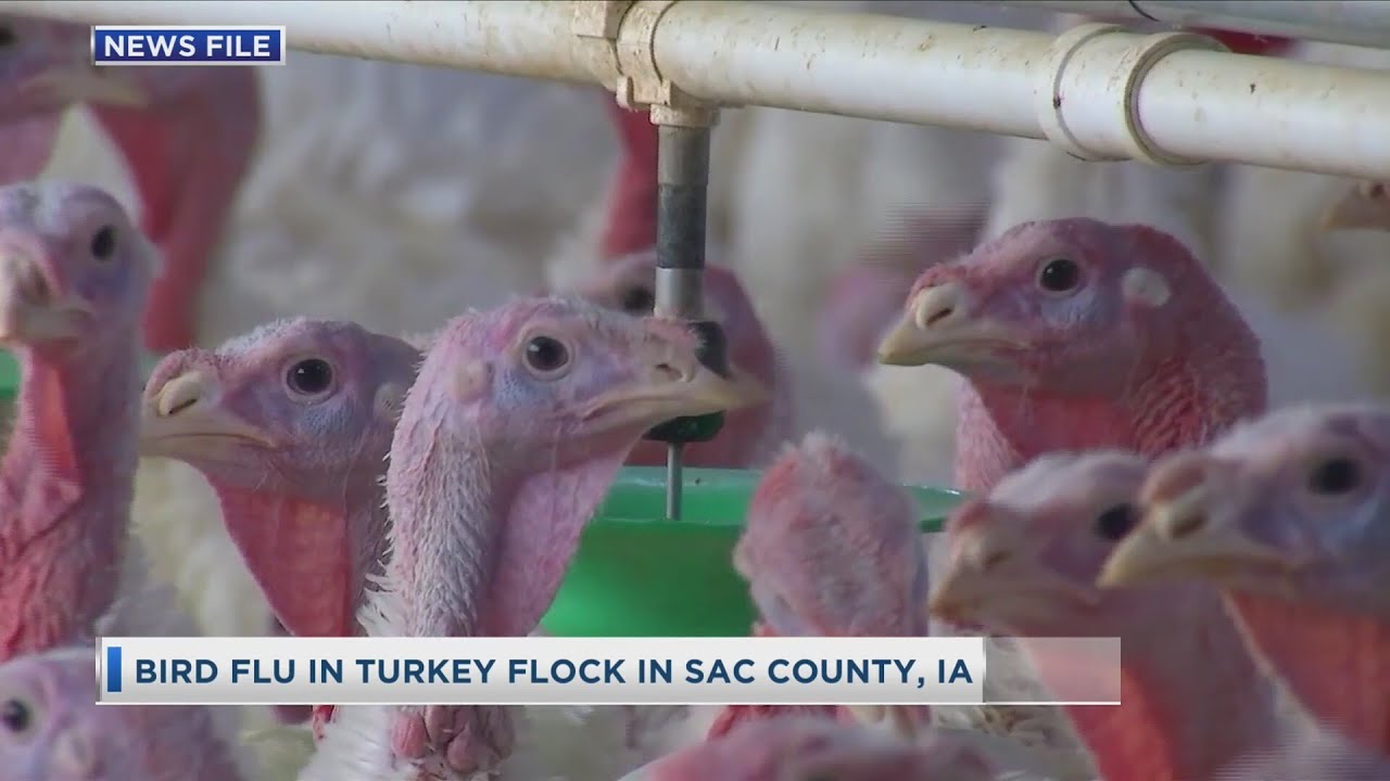 Bird Flu In Turkey Flock In Sac County, IA - YouTube