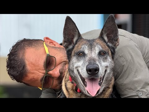 Orman gezisi harika geçti #eyüpdoğan #malinois #belçikakurdu 