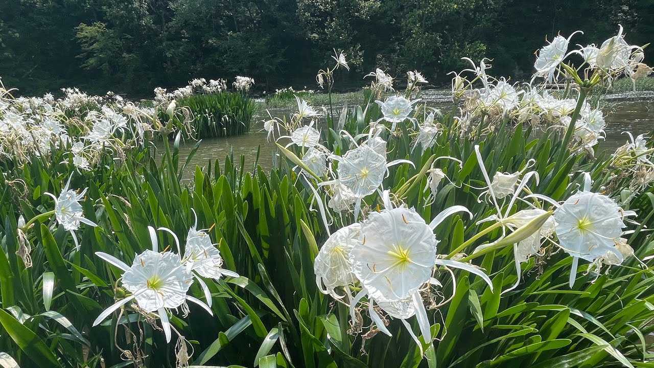 Cahaba Lilies @ Cahaba River National Wildlife Refuge - YouTube