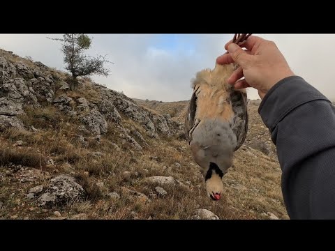 2025 yeni sezon kınalı keklik avı #hunting #keklik #partridge 