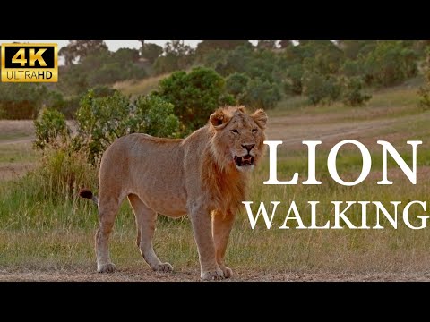 lion walking video in 4k // lion walking in the forest //Relaxing lion ...