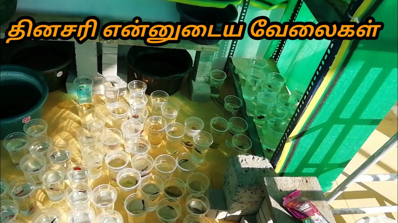 தினசரி என்னுடைய வேலைகள்|Aquarium Fish Maintain |Erode|AJL Aquarium|# ...