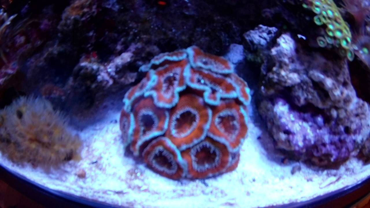 Wakefield Reef 2017 - YouTube