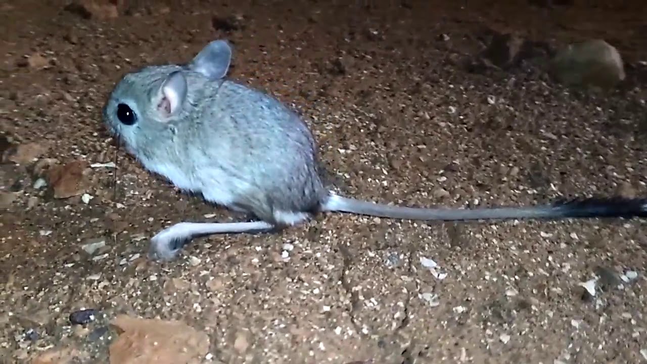Gerboise الجربوع - YouTube