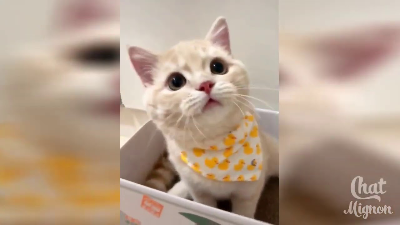 Cute Cat Pets And Funny Animals Compilation #36 - Boss cats - YouTube