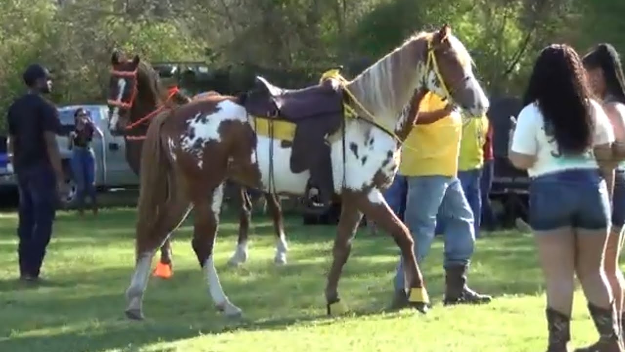 Best Gaited Stud Horse Contest at 3rd Annual Tollette Trail Ride - YouTube