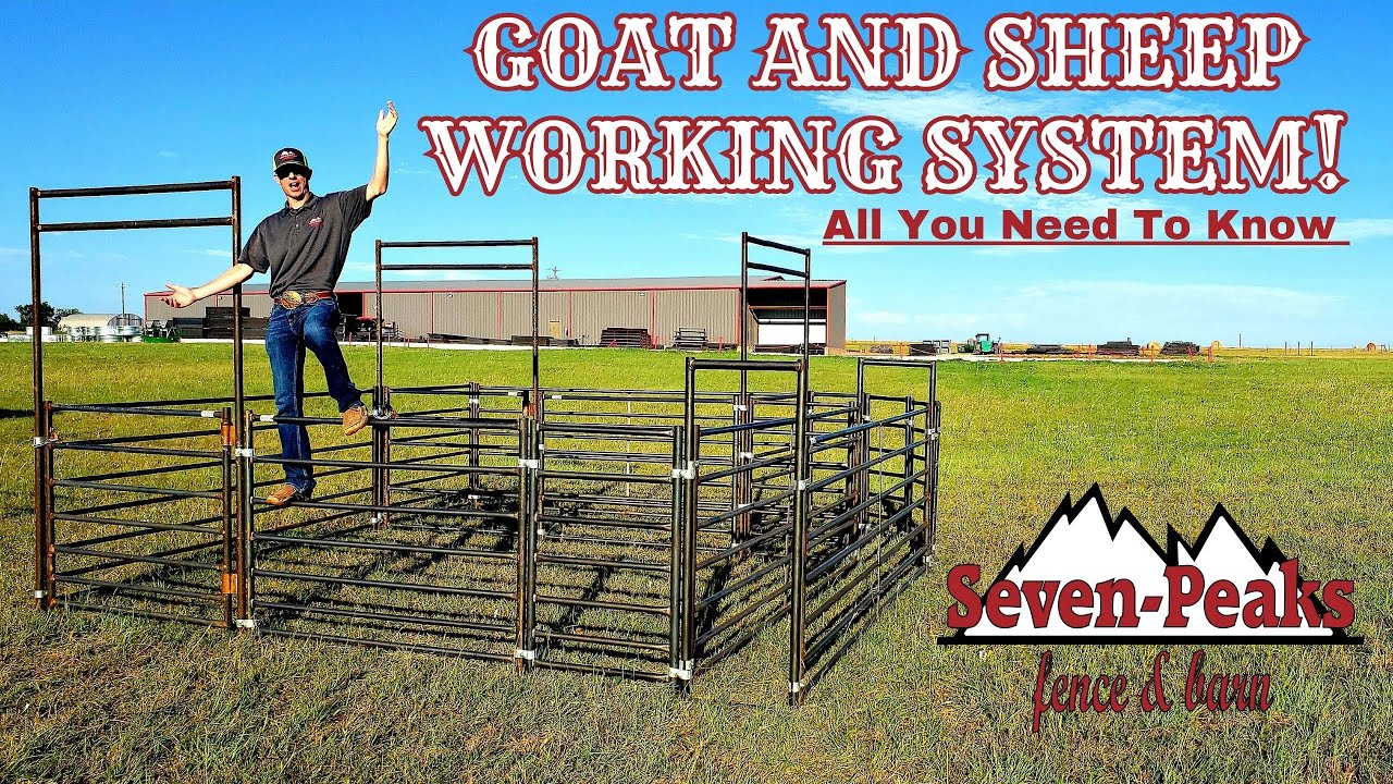 Goat and Sheep Handling System | Seven Peaks Fence And Barn - YouTube