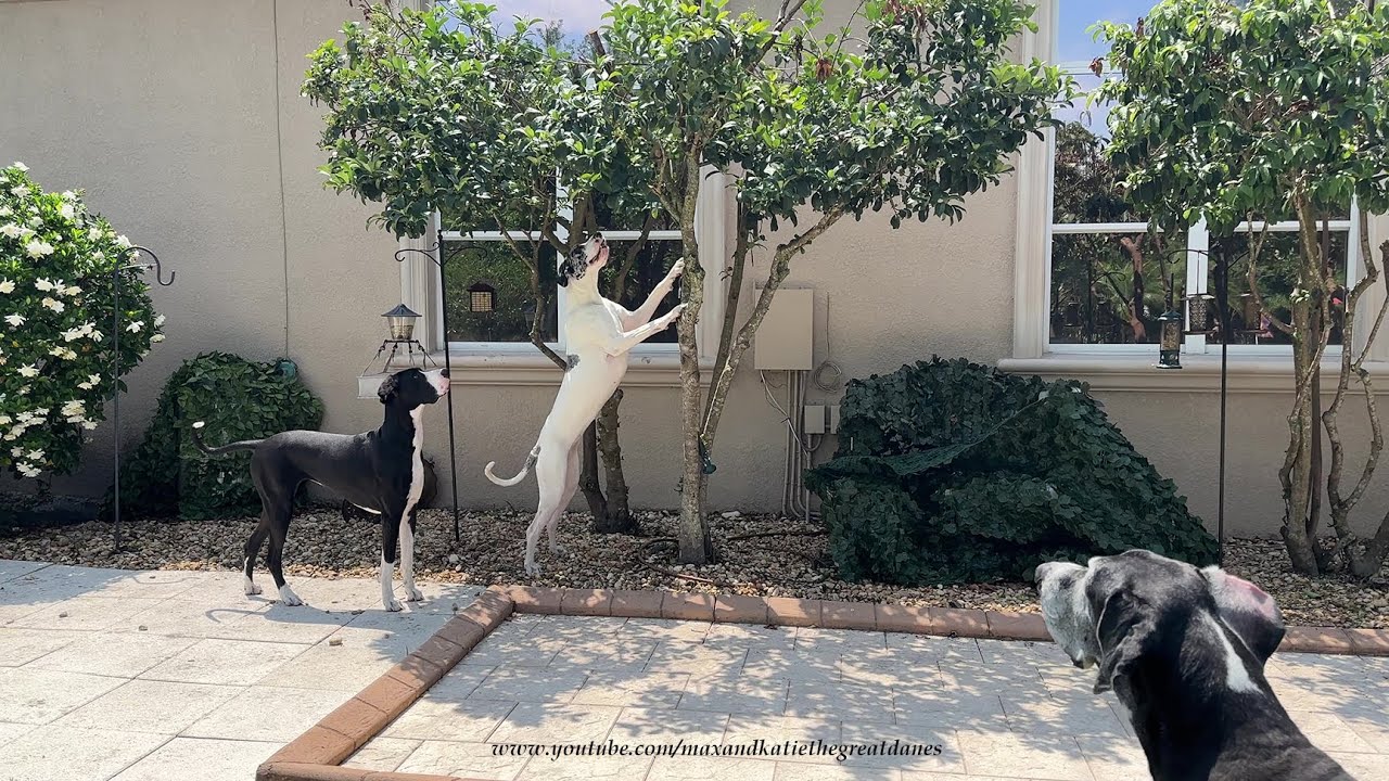 Great Dane Pack Goes From Nap Time To Squirrel Patrol Fun - YouTube