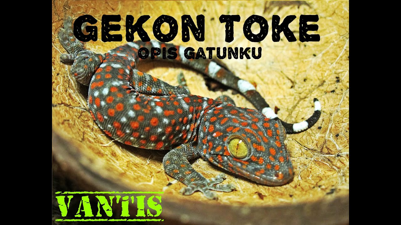 [Species] Gekon Toke (Gekko gecko) - opis gatunku / Tokay Gecko ...