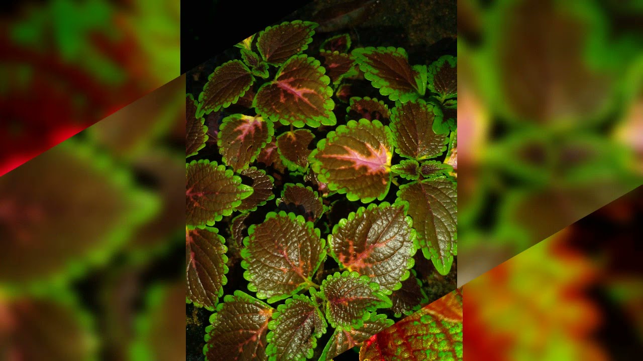 Visithuru plant - YouTube