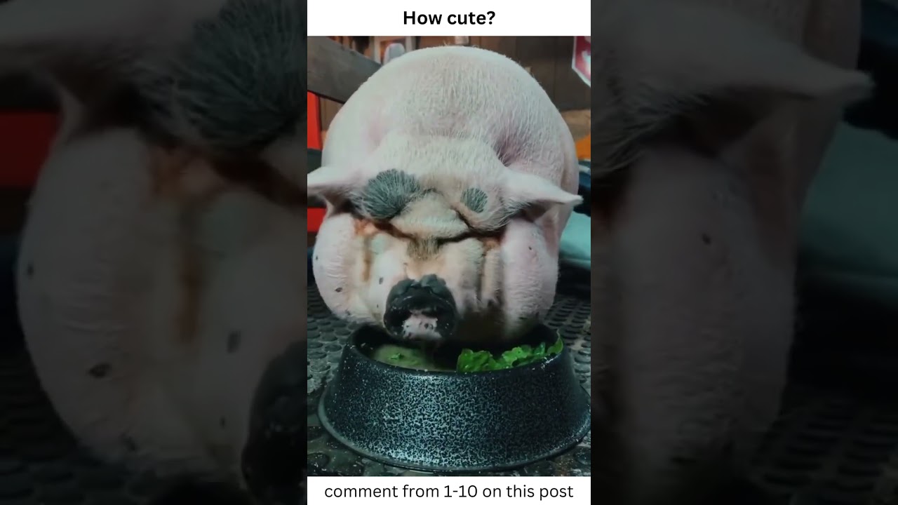 Cute Video Fatty Pig - Cutest Pig Ever 2022 - Fattening Pig - Pig Farm ...