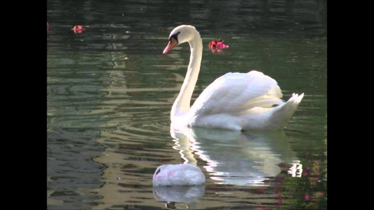 Trinadus - Canção de Alcipe - YouTube