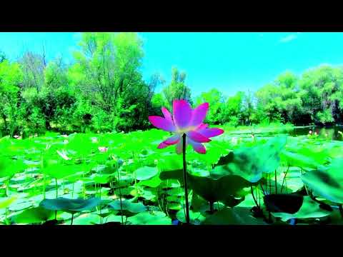 Beautiful Relaxing Music/Relaxing Music/Nature Beauty Music/Flowers Music With Beautiful Nature