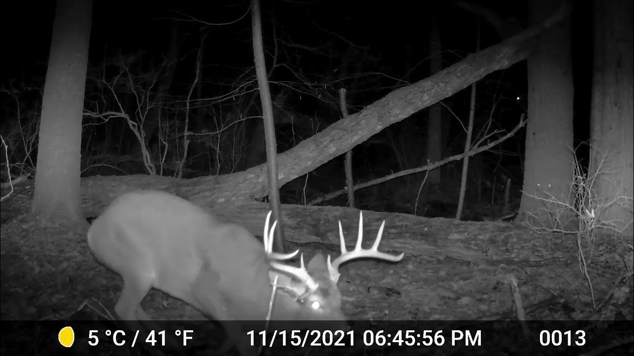 10 Point Buck Rests 20211121 YouTube 10-point-buck-rests-20211121-youtube