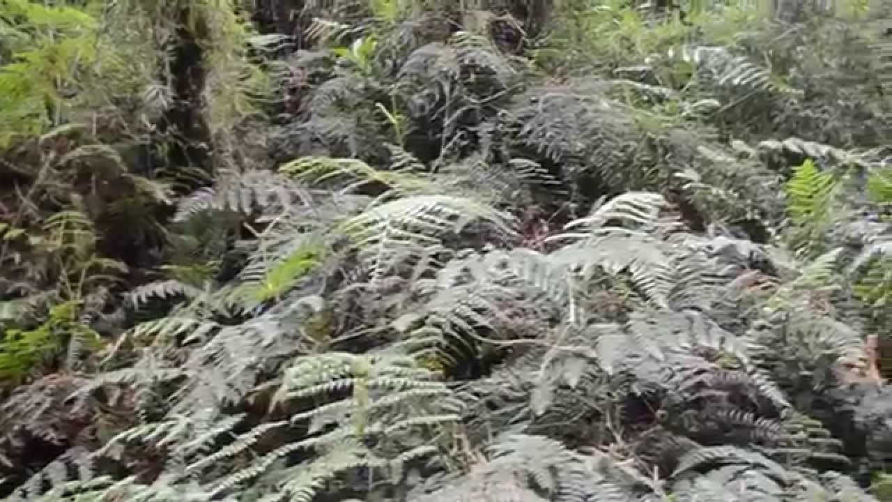 HAITI, Parc Macaya, un miracle en peril" SOS - YouTube