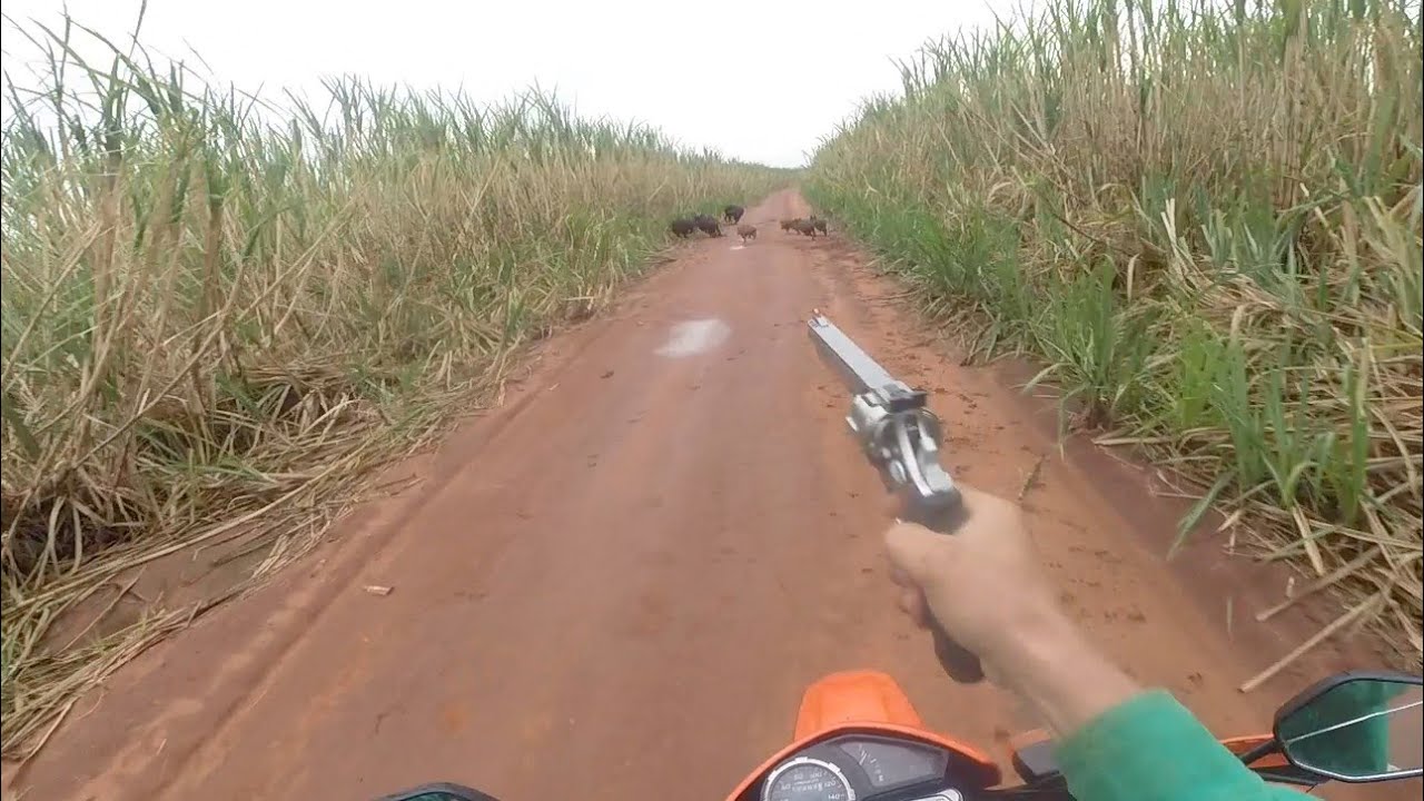 duas porcas na cercada equipe de caça só no pulo - YouTube