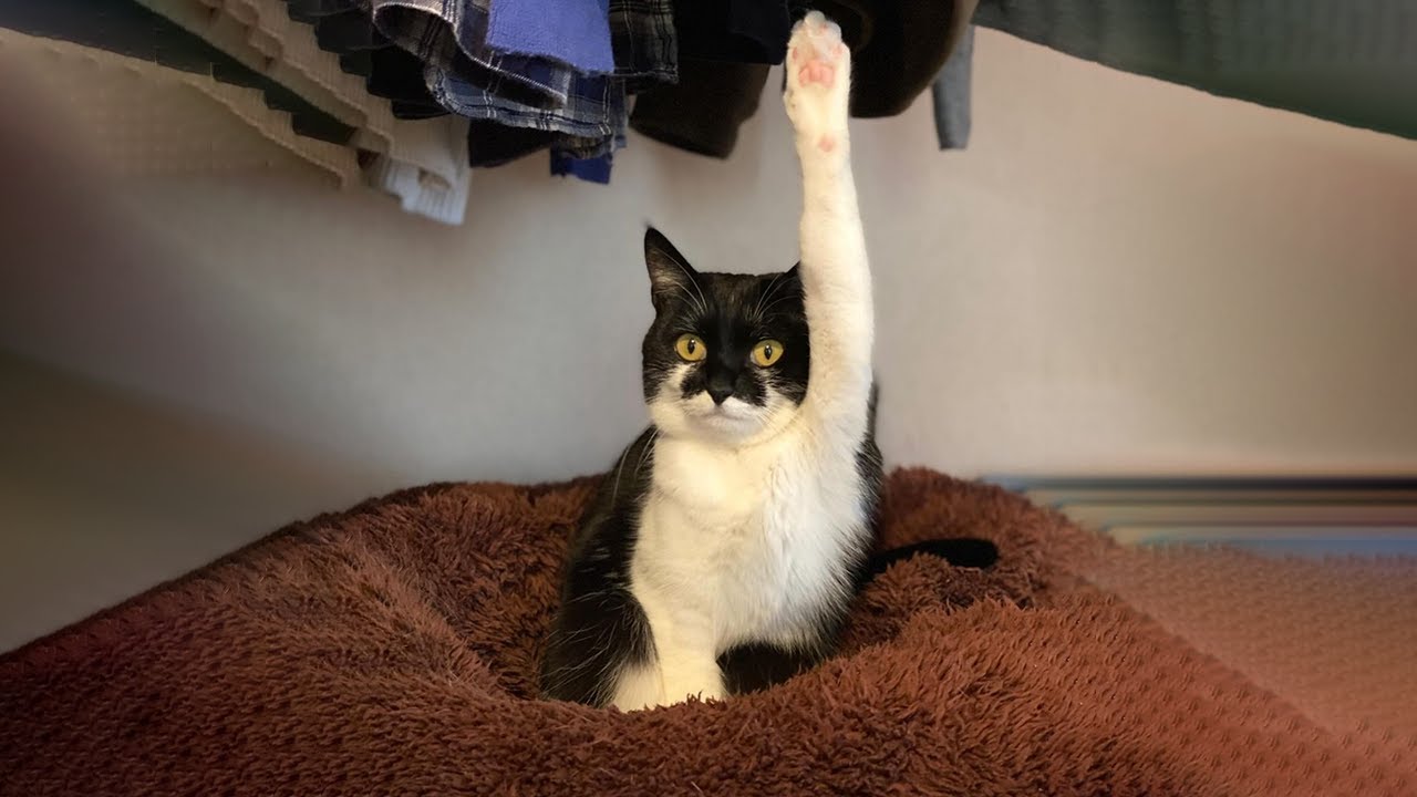 Kelakuan random kucing-kucing paling lucu yang saya temukan di bumi ini ...