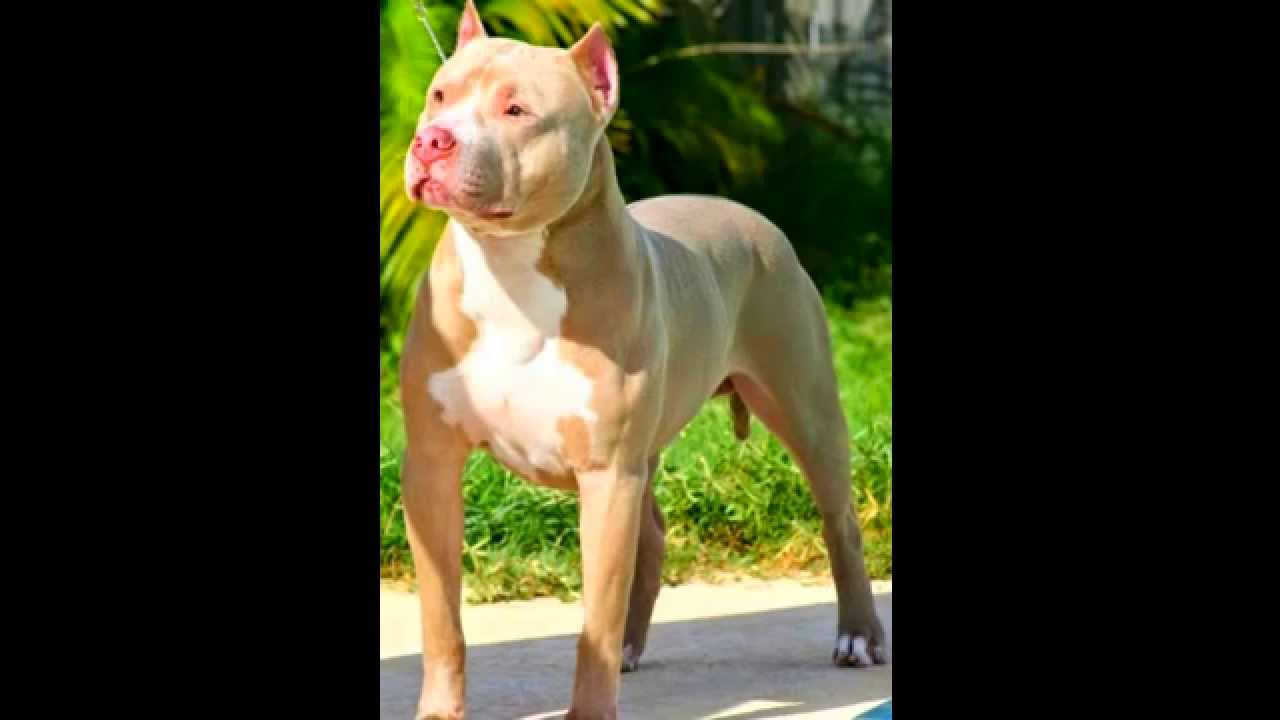 le plus beau pitbull du monde - YouTube