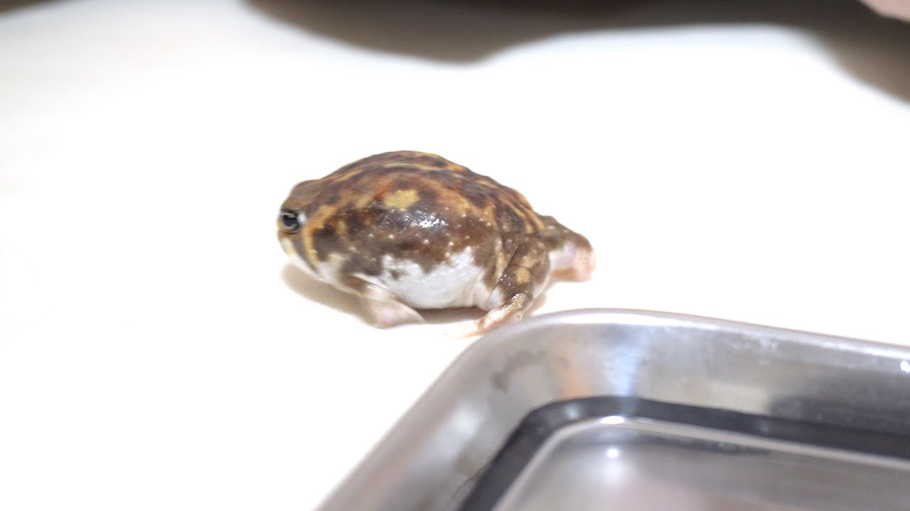 Busy Rain frogs💨 - YouTube