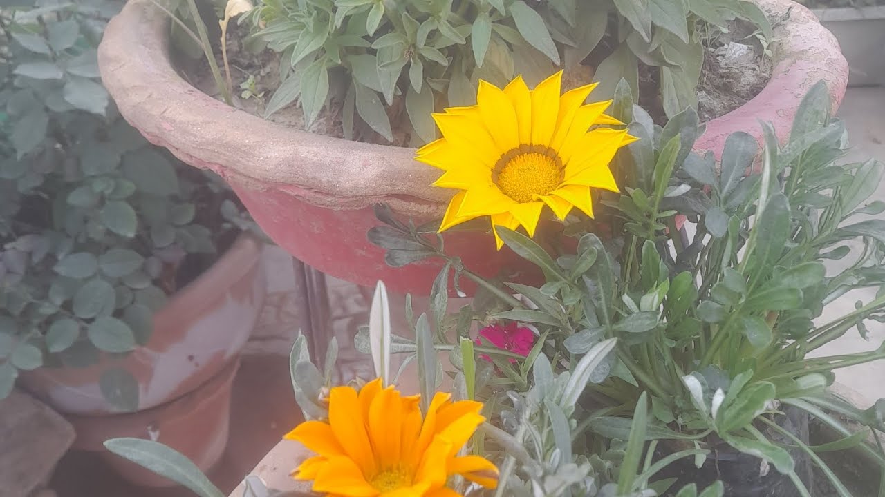 Monday garden overview ♡♡♡ - YouTube