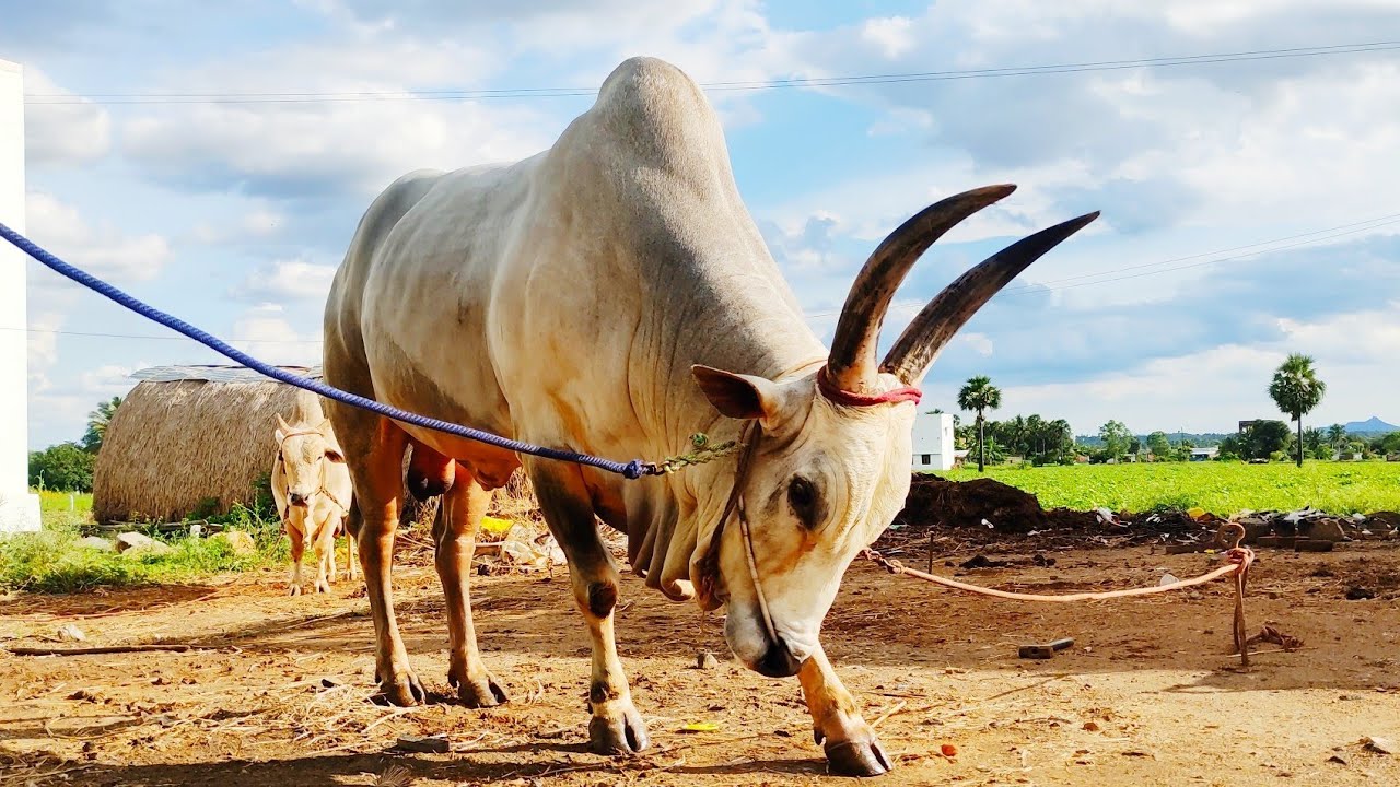 kingmaker🔱Tamilnadu native bull| சேலம் 7அறை வெள்ளையன் ||jallikattu king ...