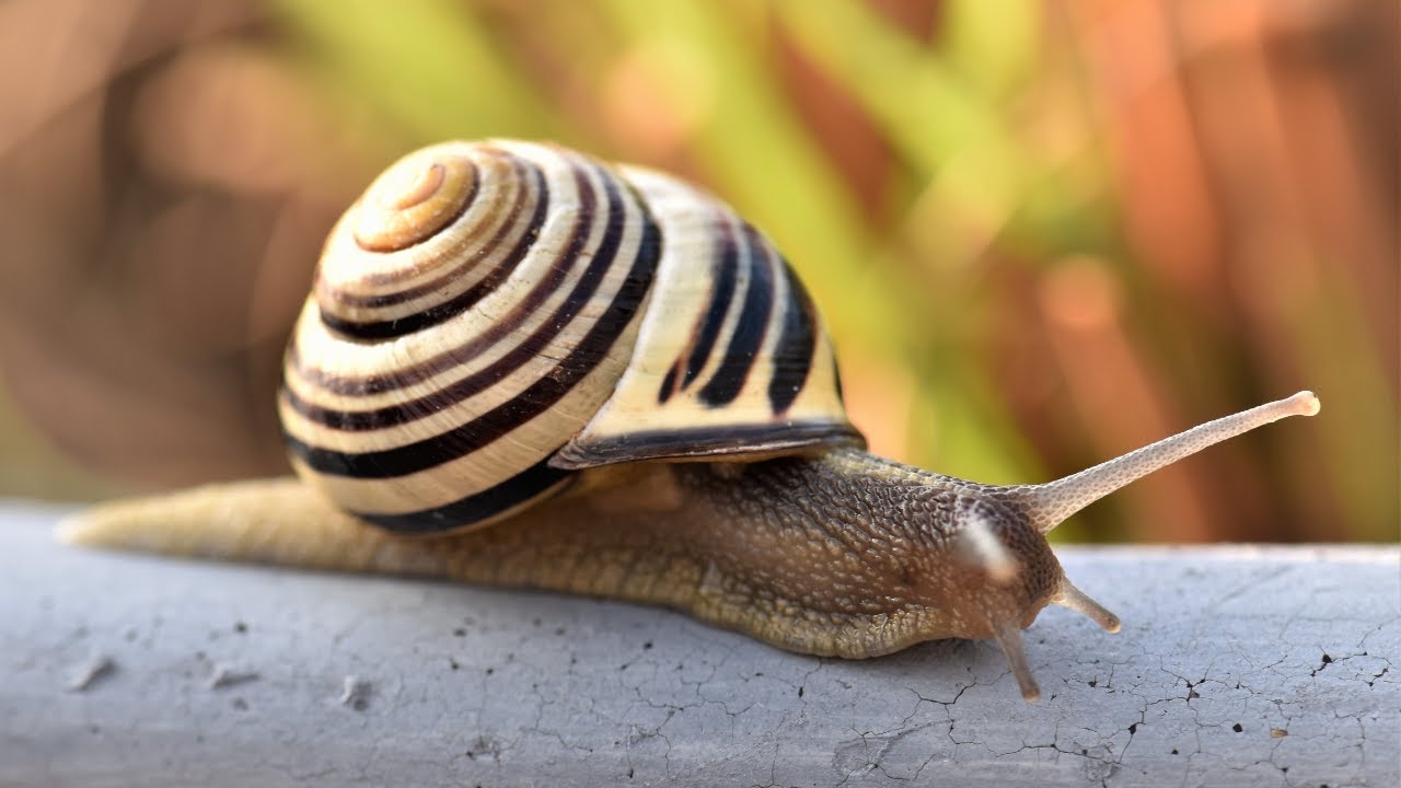 watch how this Strange Snail Facts & mind-blowing Information| - YouTube