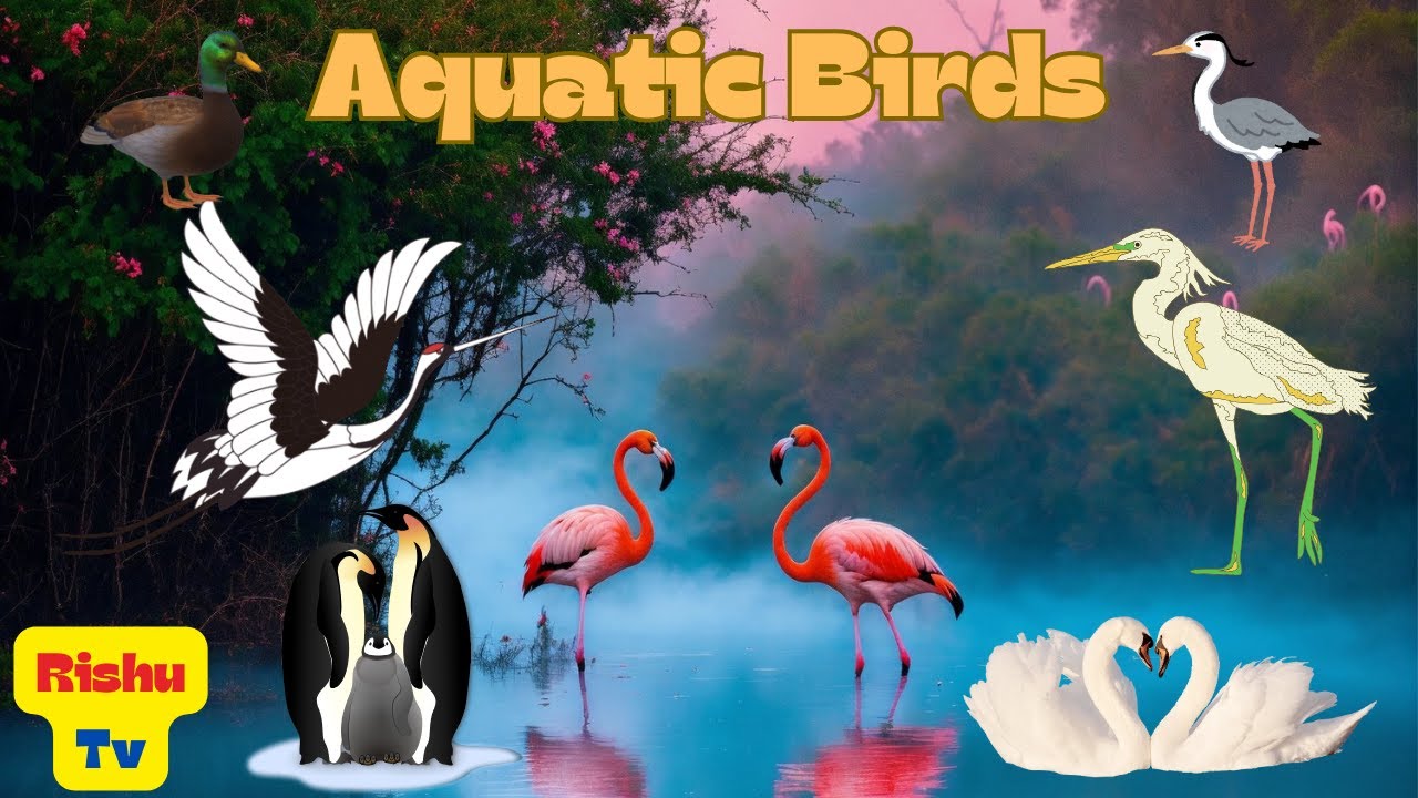 Water Birds | Aquatic Birds | Names of Water birds | Water birds for ...