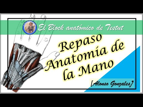 REPASO #01 ANATOMÍA DE LA MANO