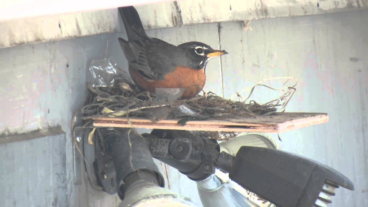 American Robin building nest Apr 25 2014, Regina, SK Canada - YouTube