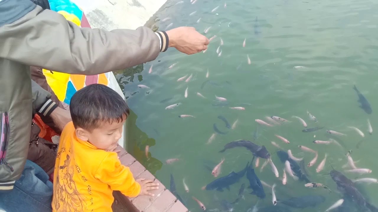 Bahari fish of bangladesh. Bb - YouTube