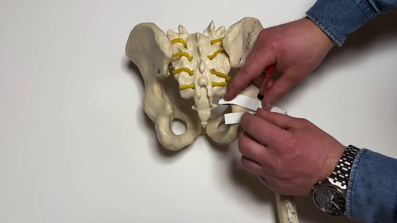 M. gemellus superior und M. gemellus inferior, Wladimir Los - YouTube