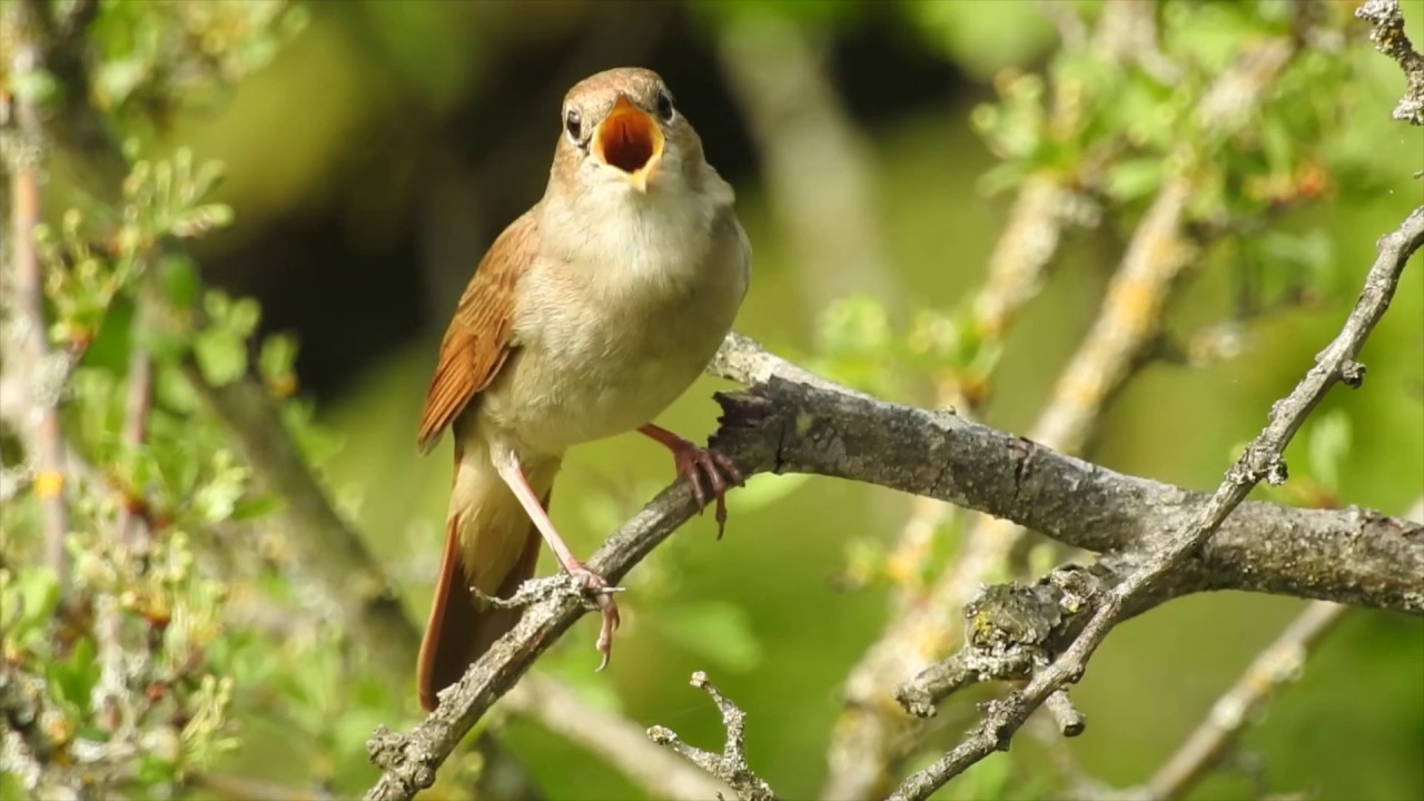 Singing nightingale. The best bird song. Germany, Eifel - YouTube