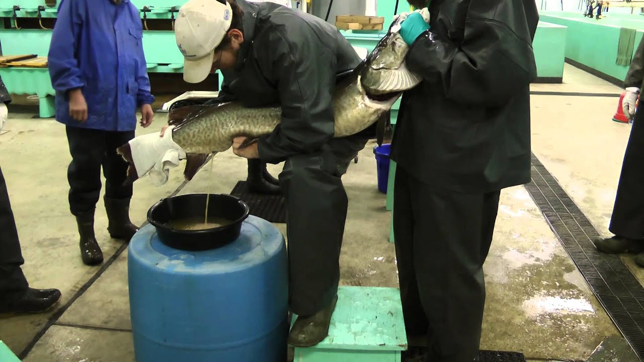 Spirit Lake fish hatchery Muskie stripping spawn Muskies Inc. State ...
