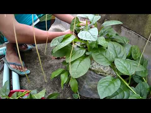 Harvesting Malabar Spinach from My Rooftop Garden  | Fresh Homegrown Vegetables #mihan #farming
