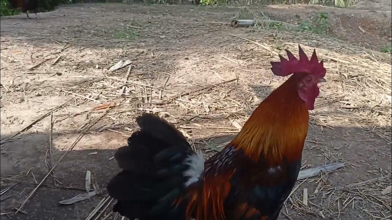 Mus saib qaib ua si nawb cov phooj ywg - YouTube