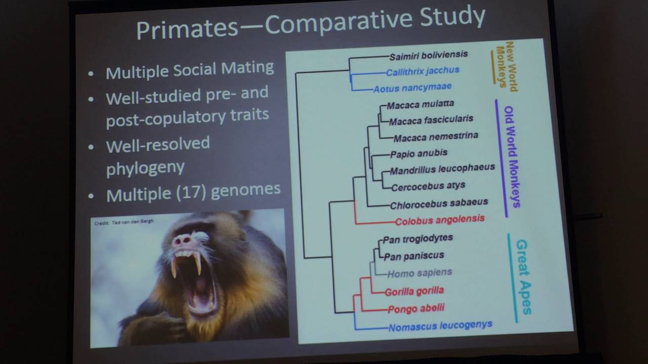 Anderson:Determining Genomic Signatures of Sexual Selection in Primates ...