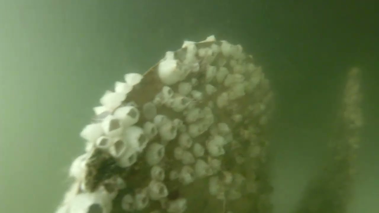 Oh barnacles! Had to stop to scrape. - YouTube