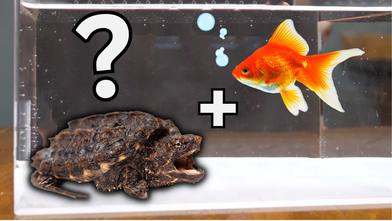 The BEST FISH For YOUR TURTLE! 🐢 - YouTube