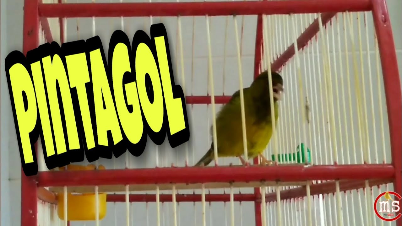 PINTAGOL, ESSE SIM CANTA PINTASSILGO - PARTE 2 | Canal MS - YouTube