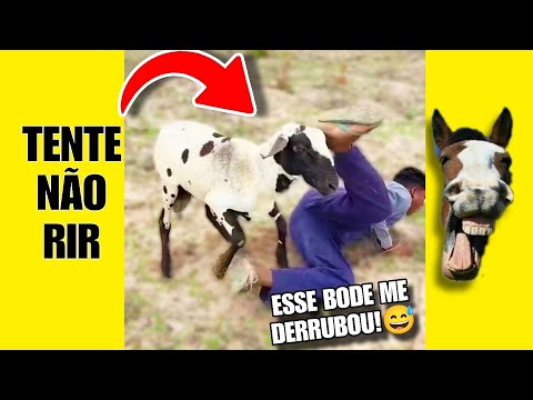 VÍDEOS ENGRAÇADOS 57: TENTE NÃO RIR #videosengracados #tentenaorir #humor #comedia #memes #viral 